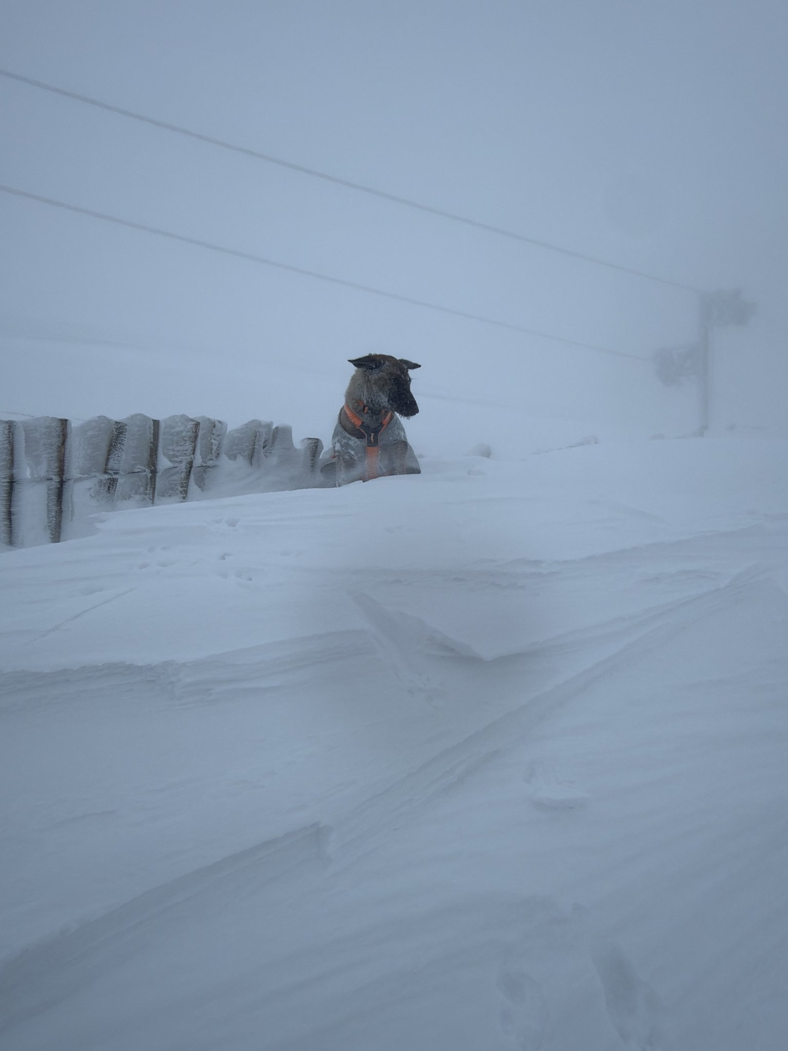 Southern Cairngorms Blog & Mountain Info » Another wild day.